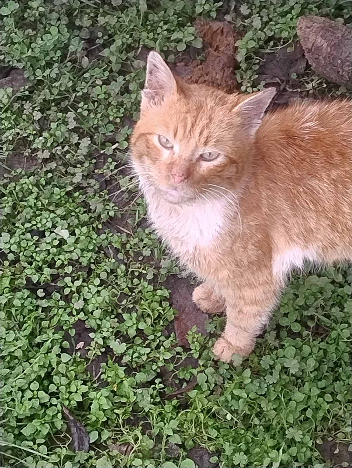 Спаси живота на коте Рижко