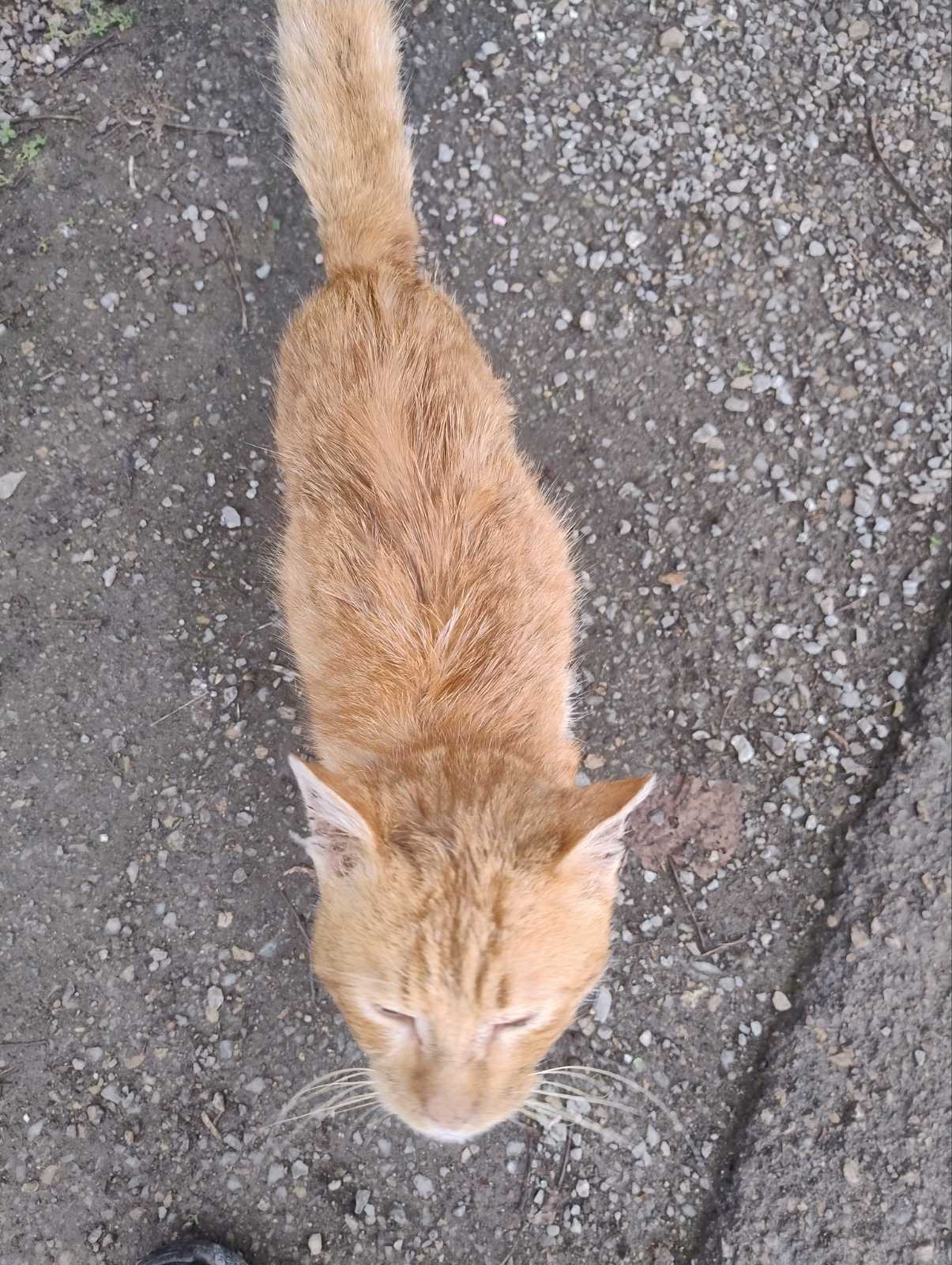 Спаси живота на коте Рижко