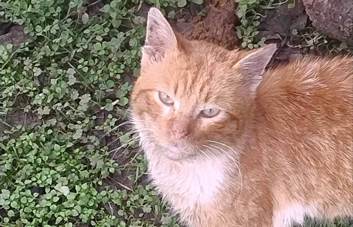 Спаси живота на коте Рижко