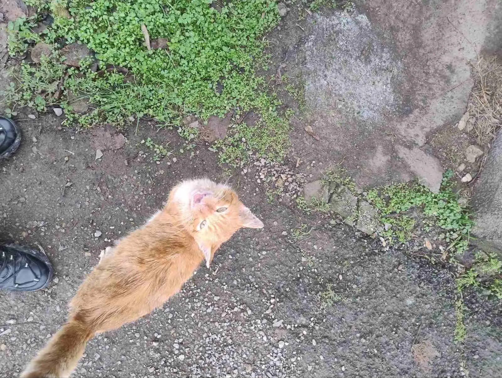 Спаси живота на коте Рижко